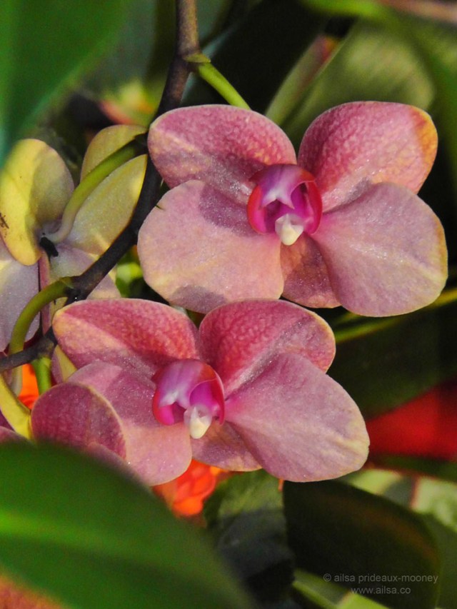Travel theme: Flowers | Where's my backpack?