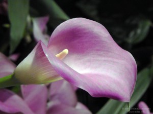 Travel theme: Flowers | Where's my backpack?
